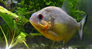 Le complexe Serrasalmus maculatus / spilopleura